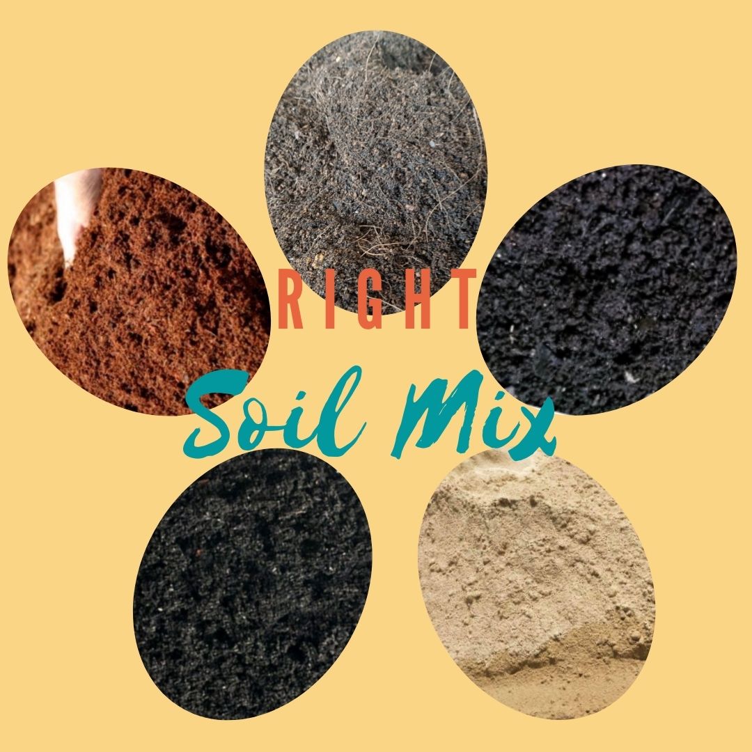How to Make the Perfect Right Soil Mix – Calvina 生活の旅